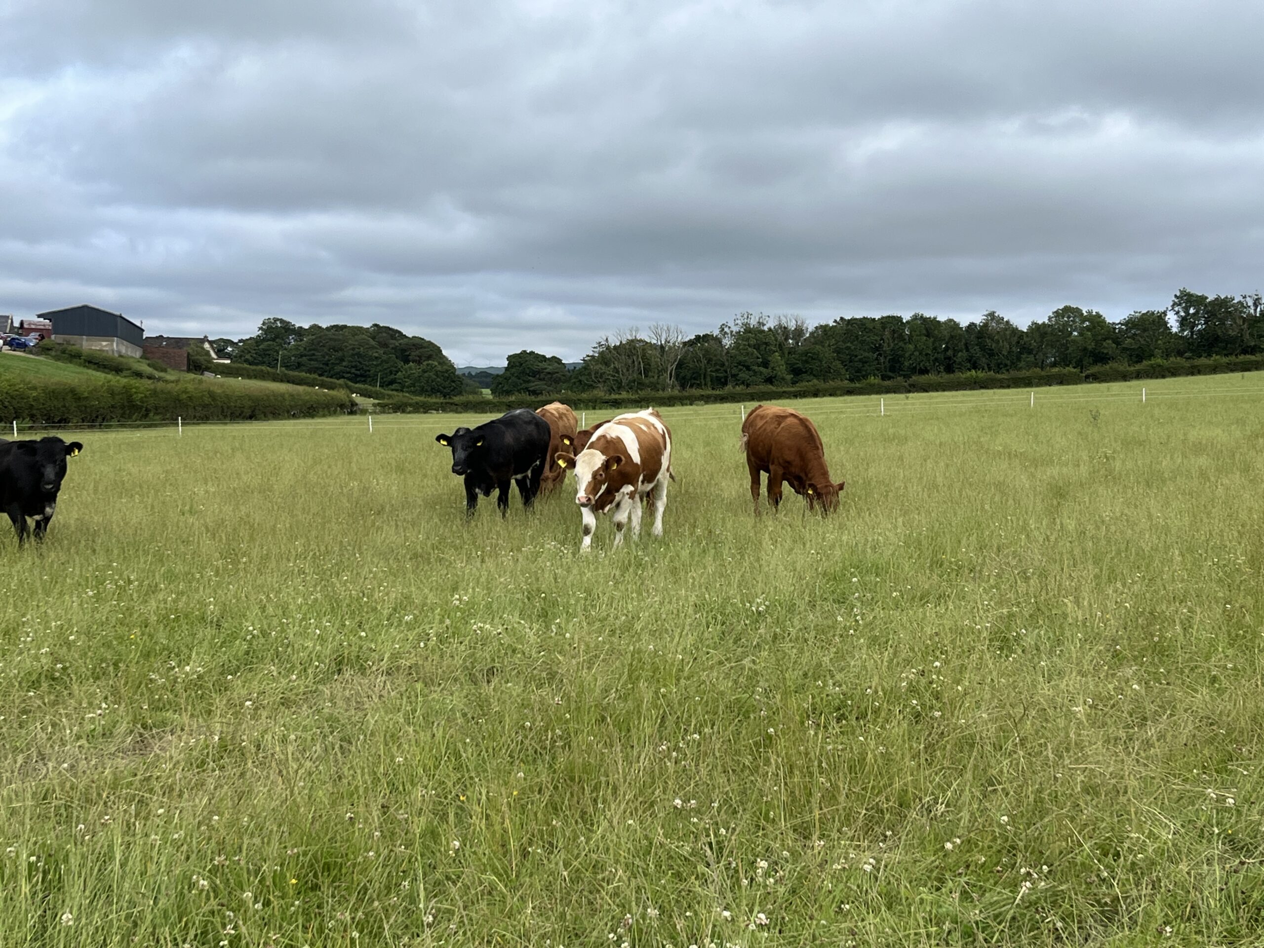 Where have the seasons gone? South Ayrshire Monitor Farm meeting ...